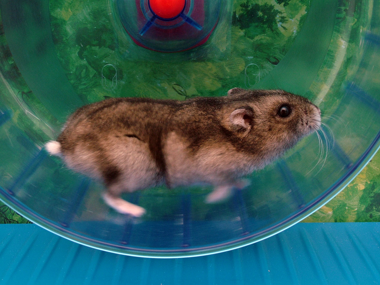 Stepping off the hamster wheel